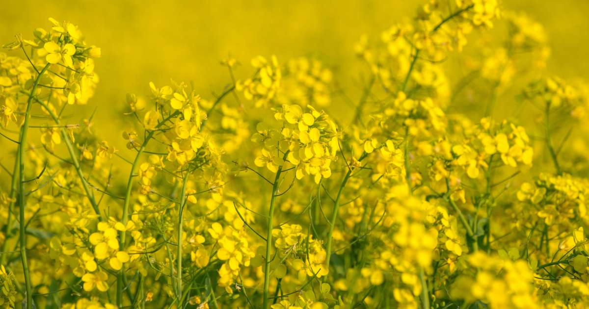 German Mustard | Carl Kühne KG